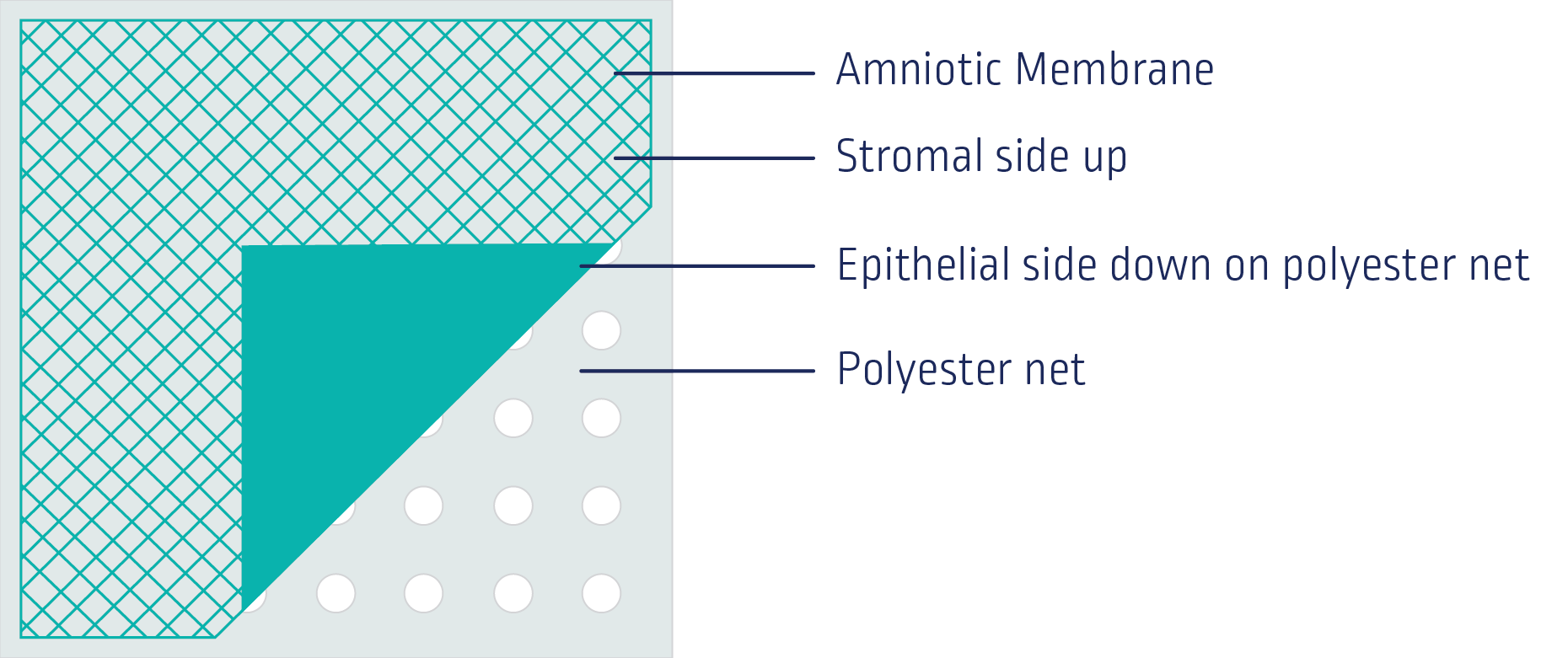 AmnioRederm | Biological Wound Dressing | Soft Tissue Wounds